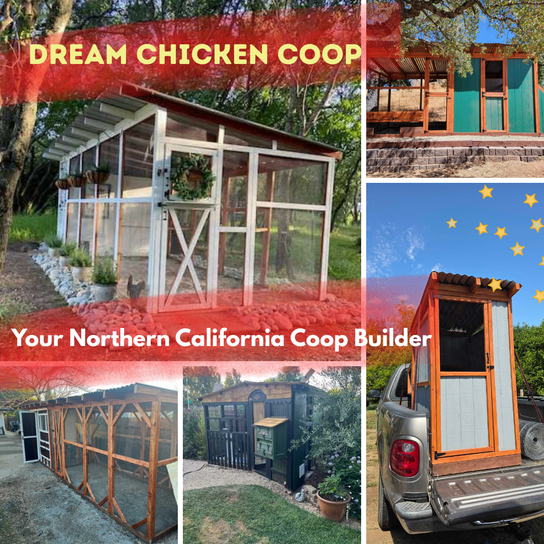 Dream Chicken Coop - Custom Chicken Coops in Sacramento